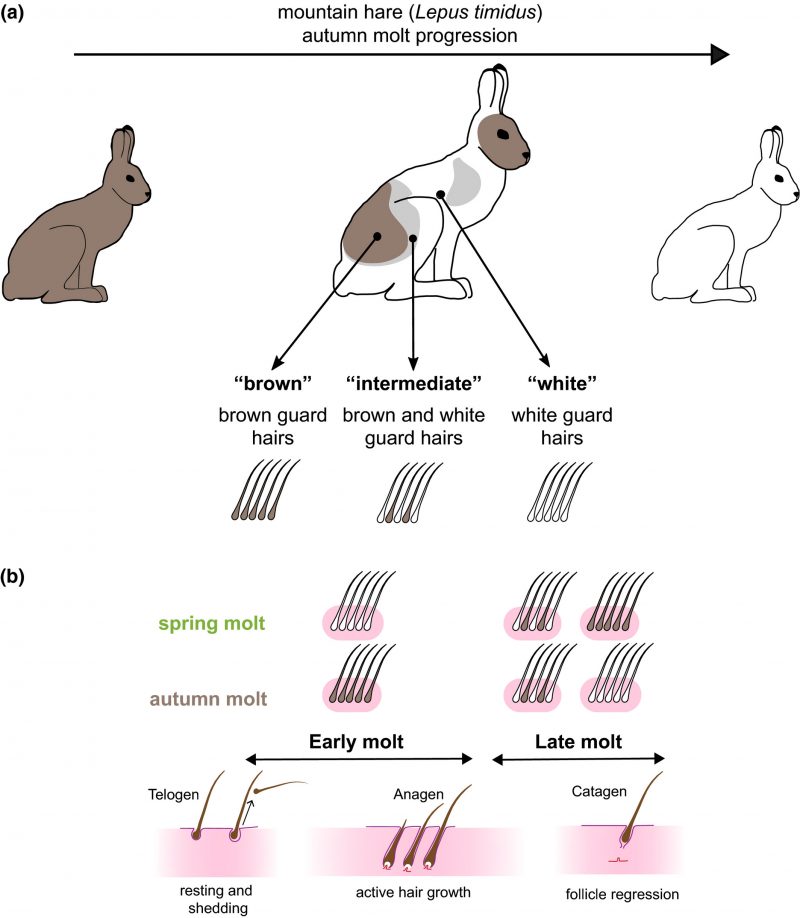 The Snowshoe Hare’s Timeless Coat [Sketch #1] – MARTINsquared